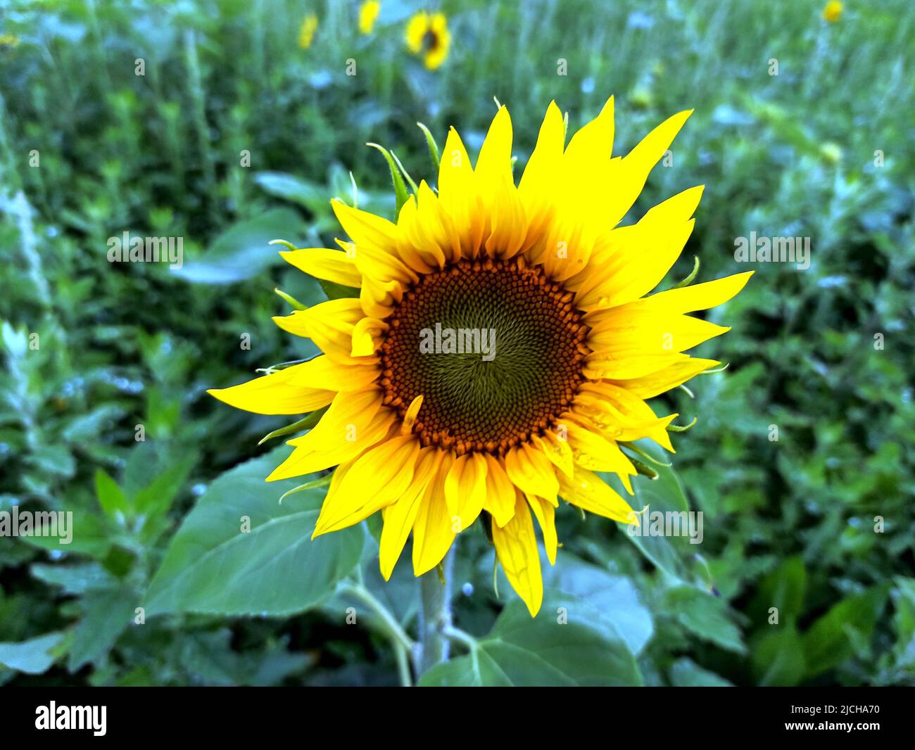 Summer bright flowers in a field at the edge of the forest photography ...