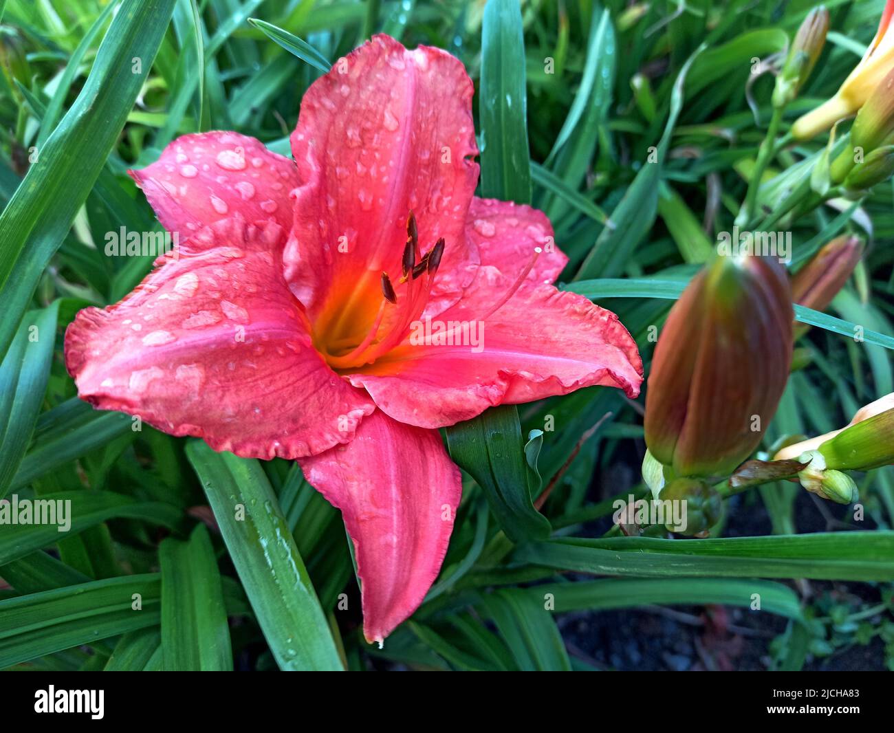 Summer bright flowers in a field at the edge of the forest photography ...