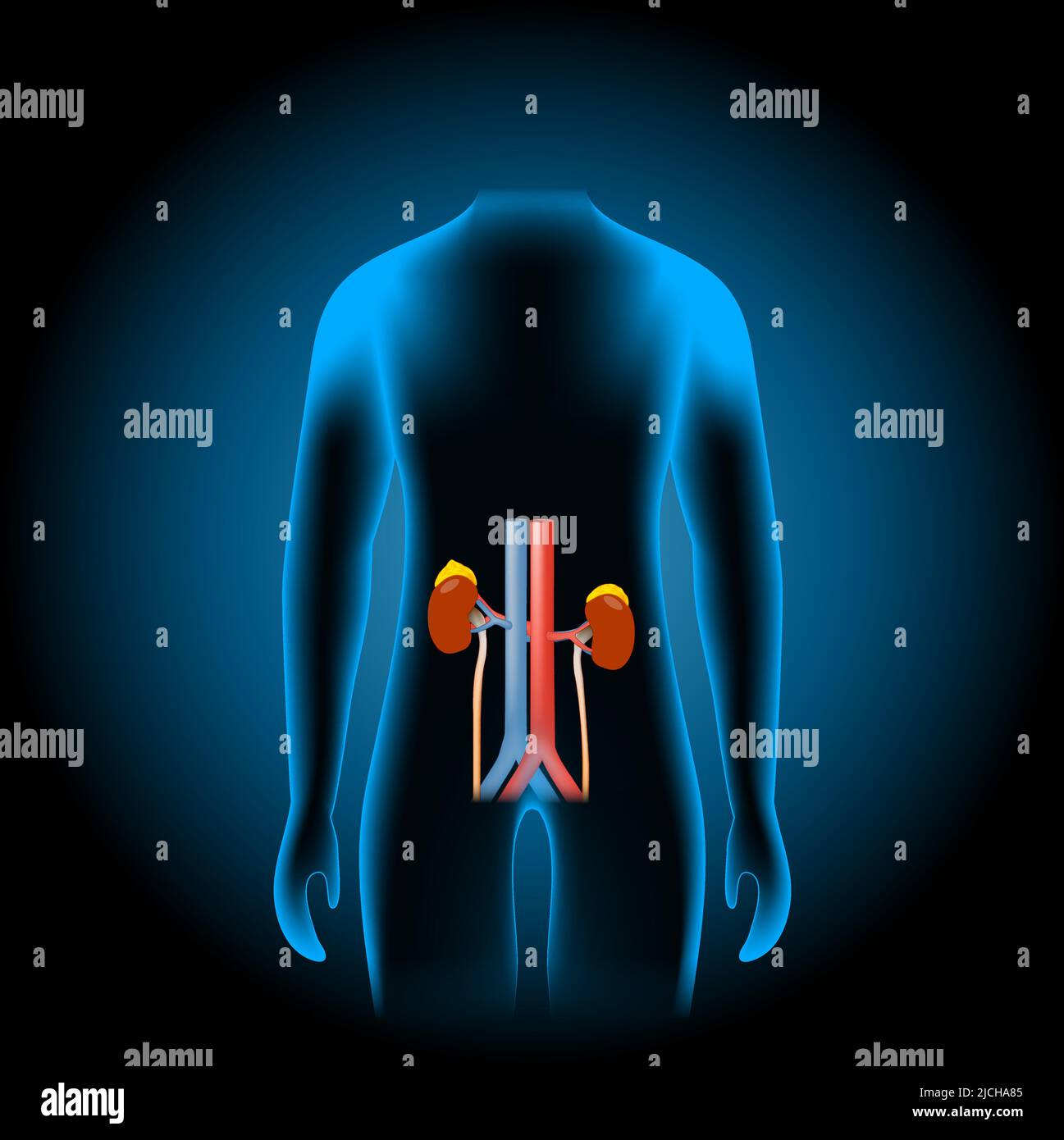 Human urinary system consists of the kidneys, renal pelvis, ureter ...
