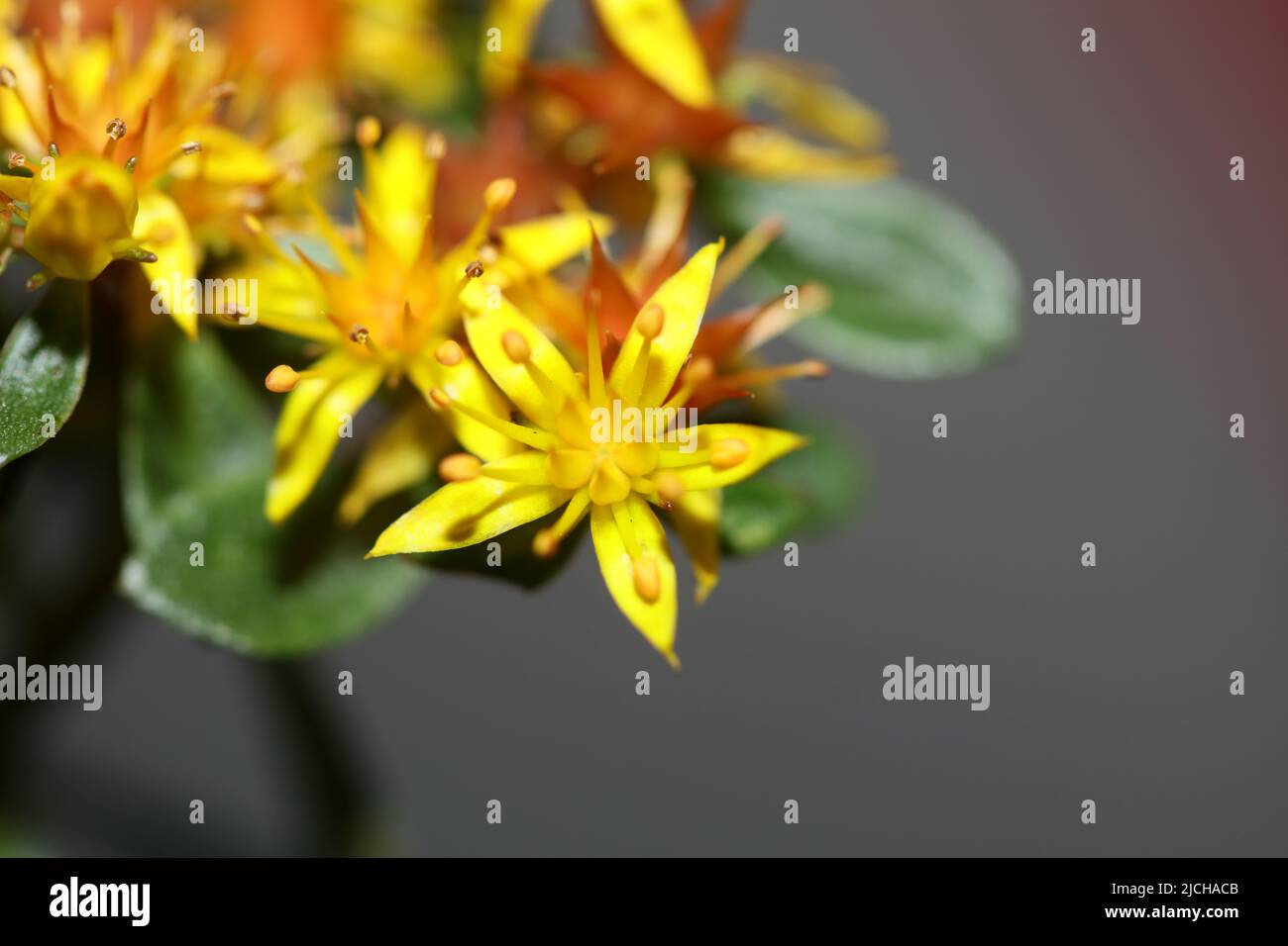 Yellow star flower blossom close up modern botanical background sedum ...