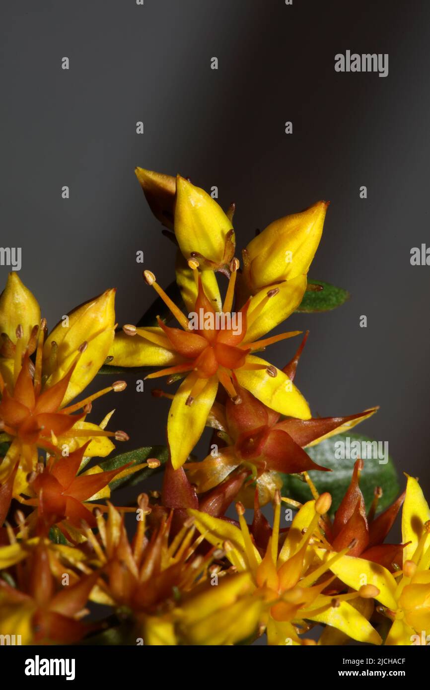 Yellow star flower blossom close up modern botanical background sedum ...