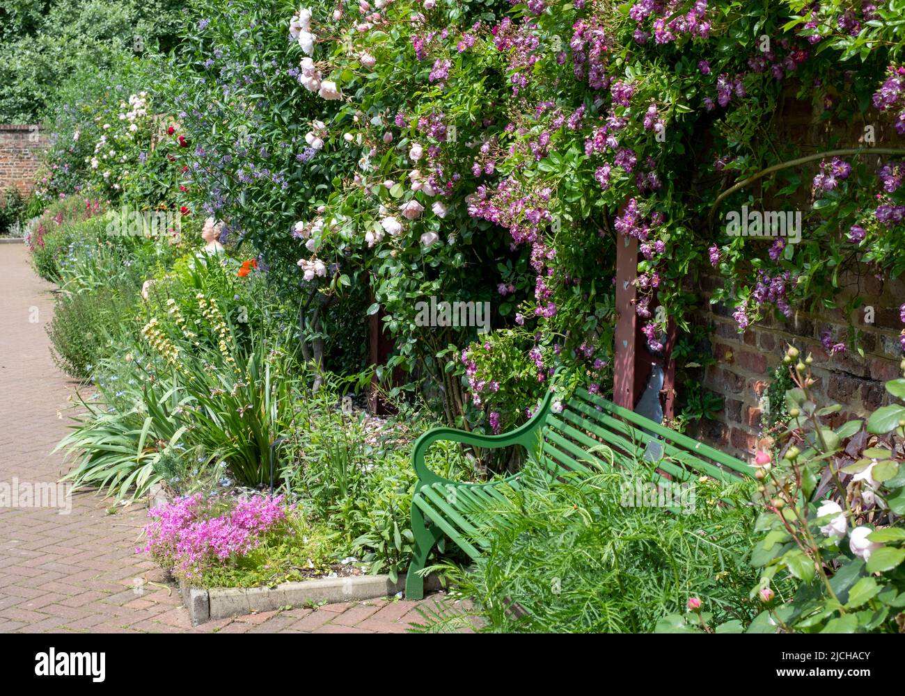 Velchenblau rambler hi-res stock photography and images - Alamy