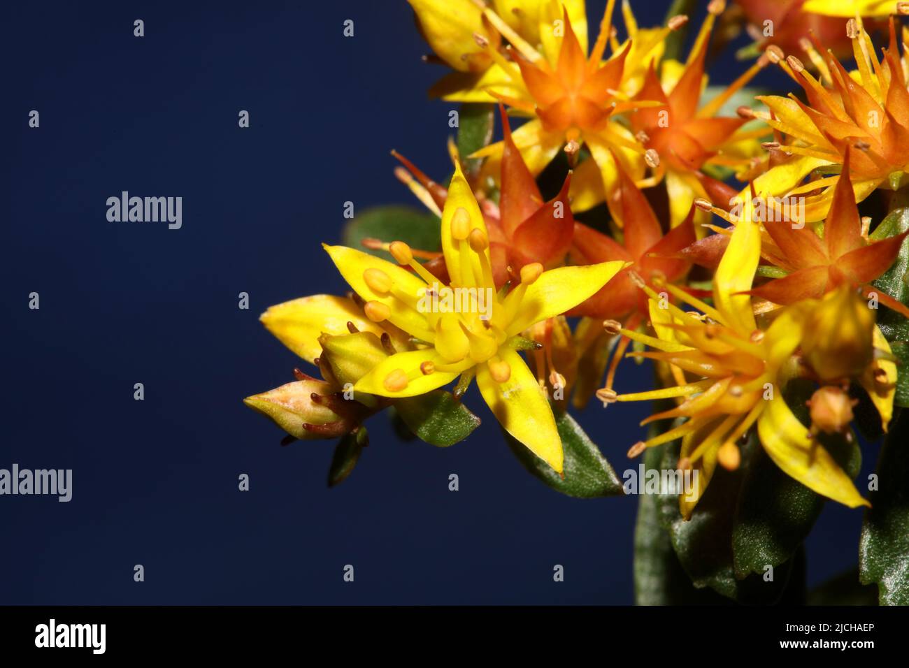 Yellow star flower blossom close up modern botanical background sedum ...