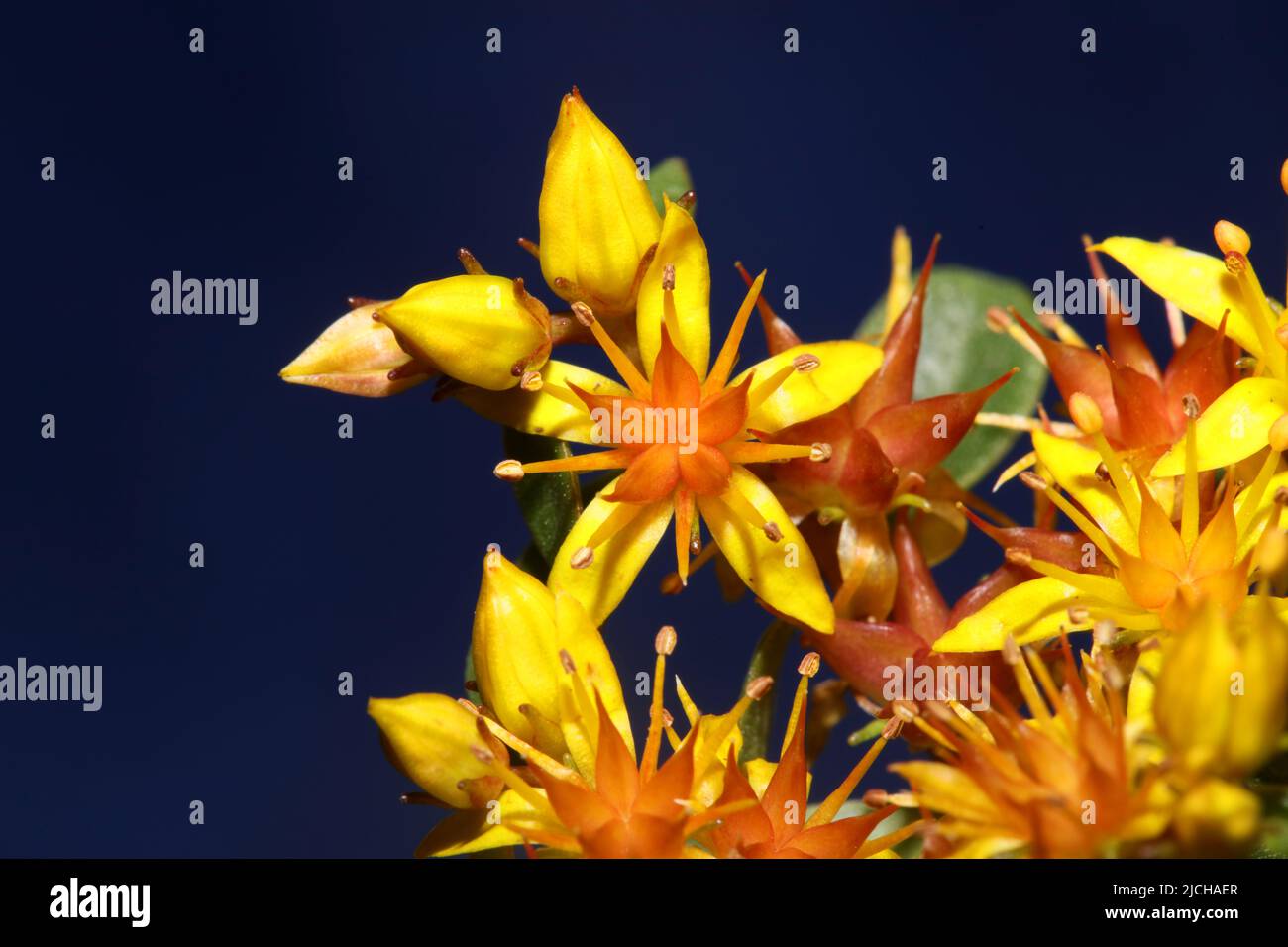 Yellow star flower blossom close up modern botanical background sedum ...