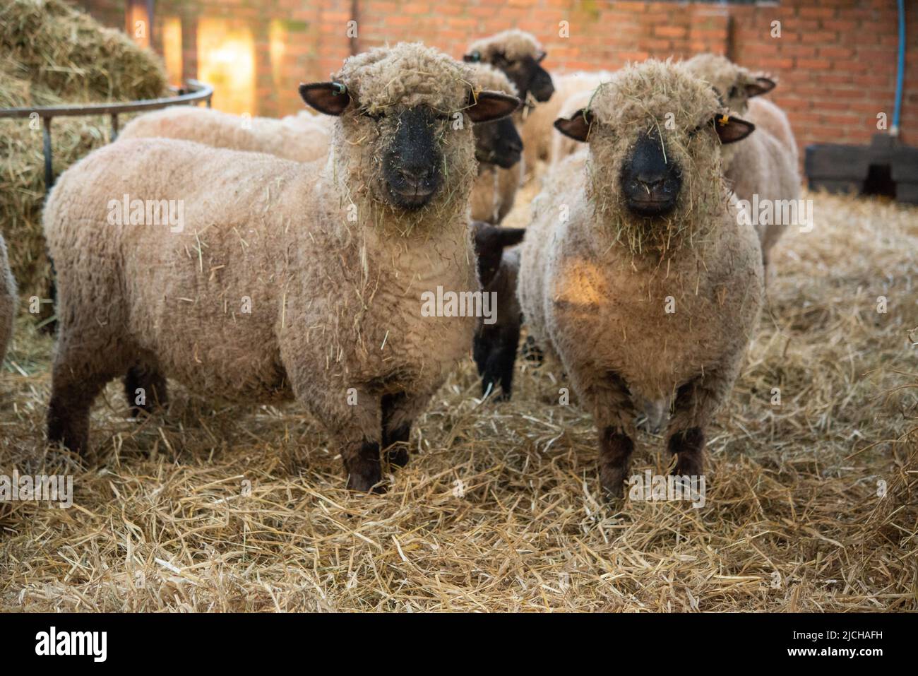 Sheep in barn hi-res stock photography and images - Alamy
