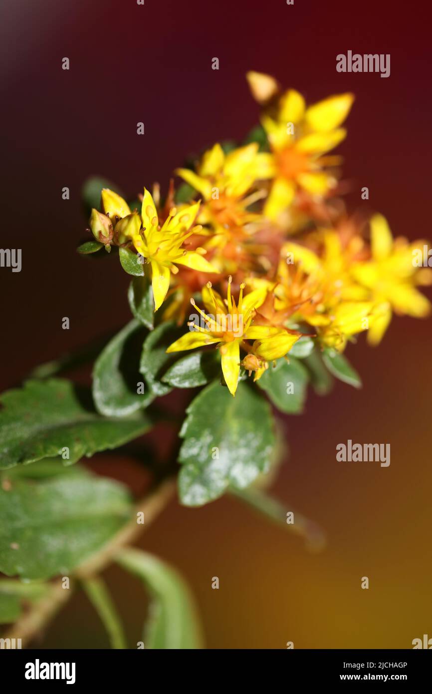 Yellow star flower blossom close up modern botanical background sedum ...