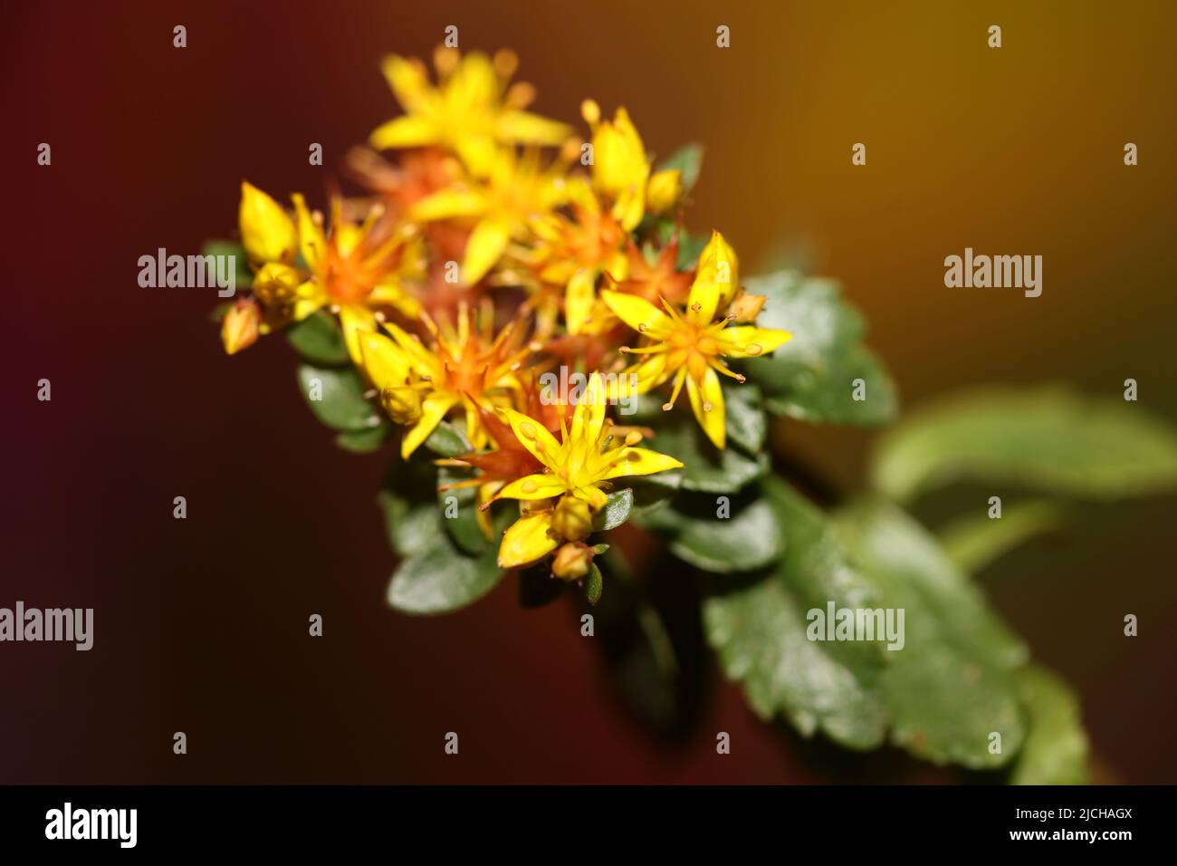 Yellow star flower blossom close up modern botanical background sedum ...