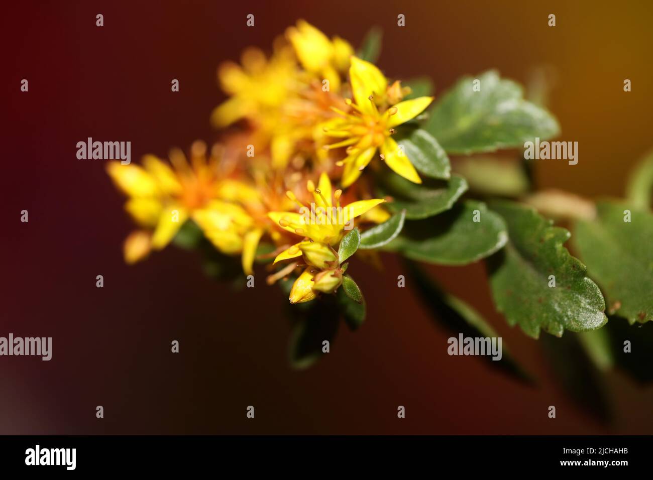 Yellow star flower blossom close up modern botanical background sedum ...