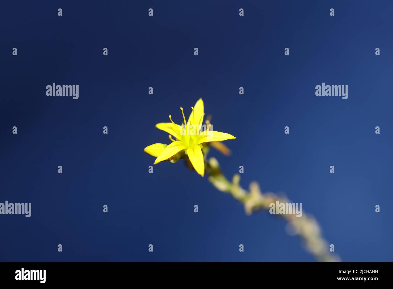 Yellow star flower blossom close up modern botanical background sedum ...