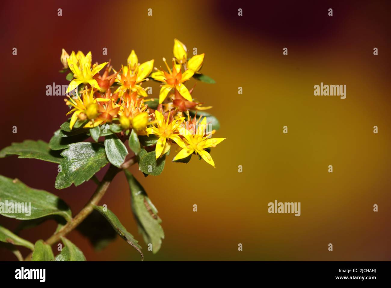Yellow star flower blossom close up modern botanical background sedum ...