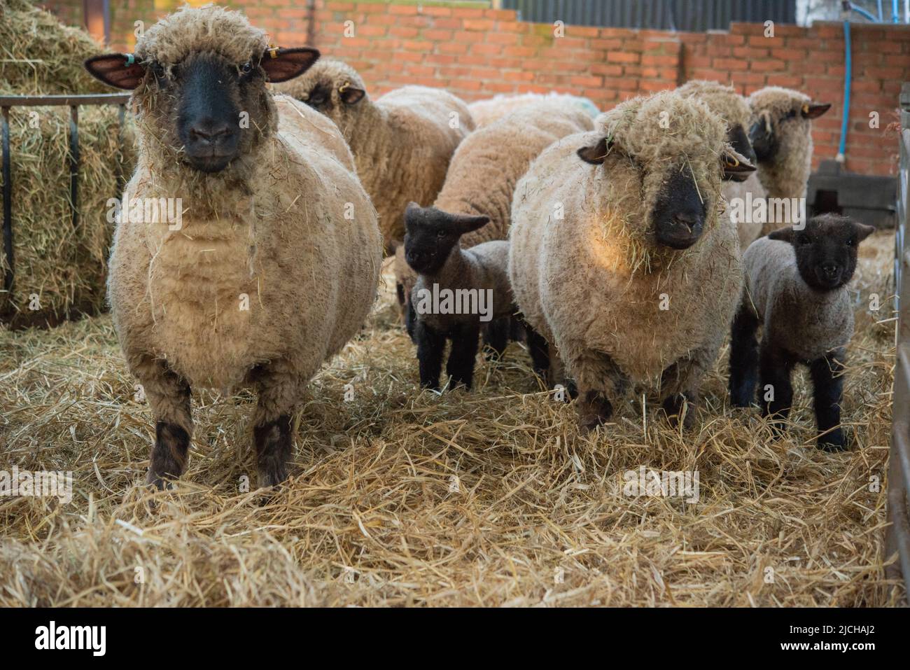 Sheep in barn, Pembrokeshire, Wales, UK Stock Photo - Alamy