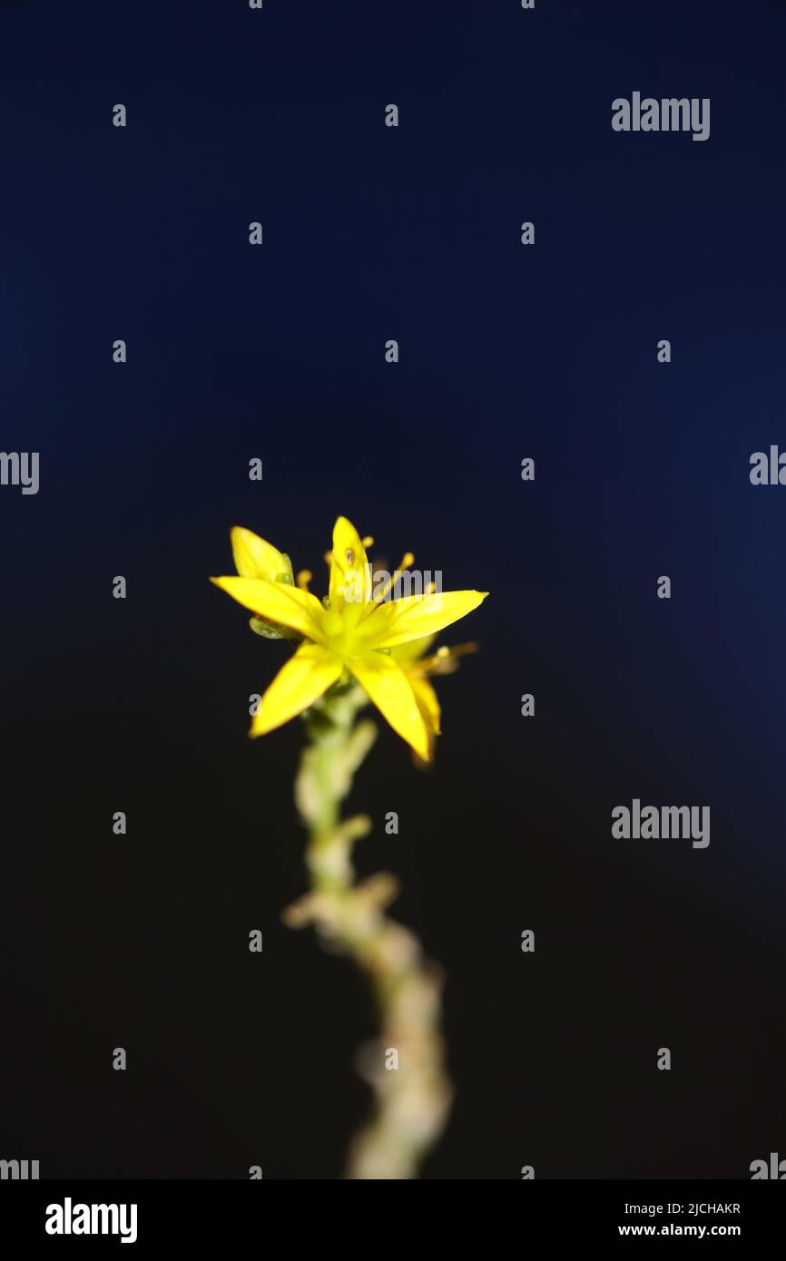 Yellow star flower blossom close up modern botanical background sedum ...