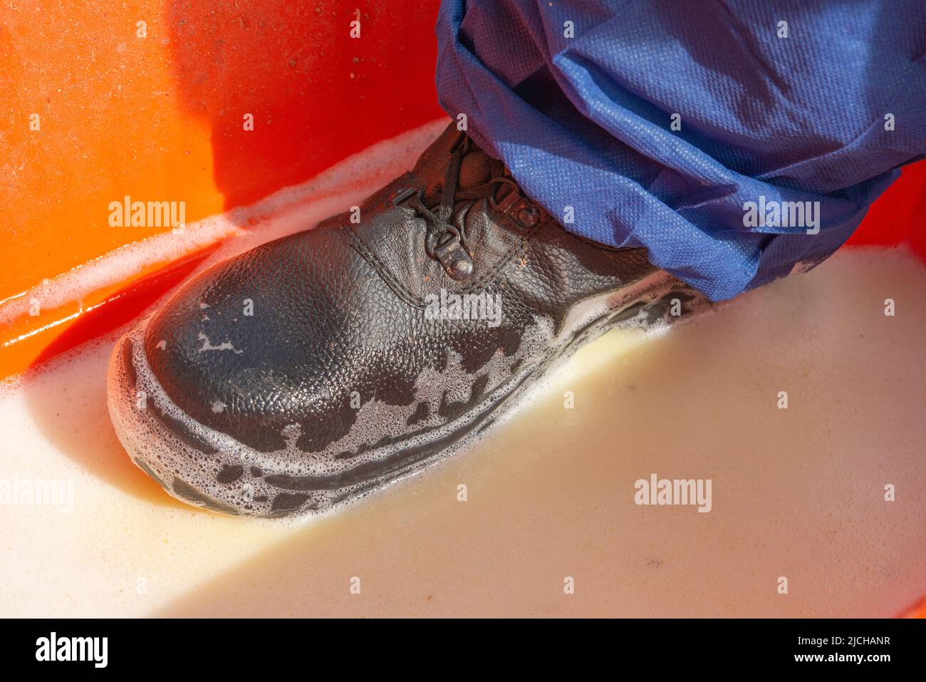 Dipping boots in disinfectant at entrance to poultry shed, Wales, UK ...