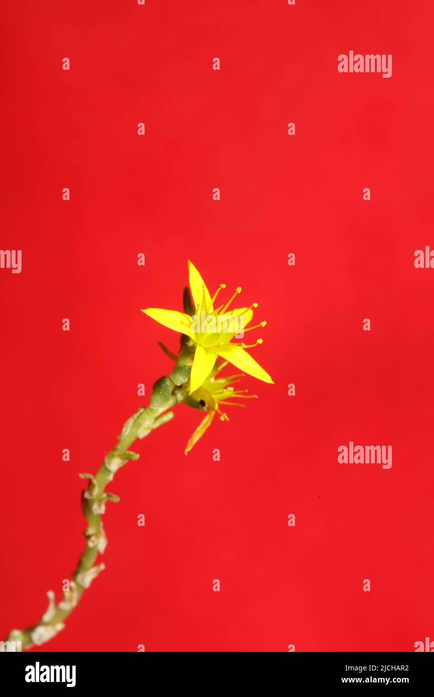 Yellow star flower blossom close up modern botanical background sedum ...