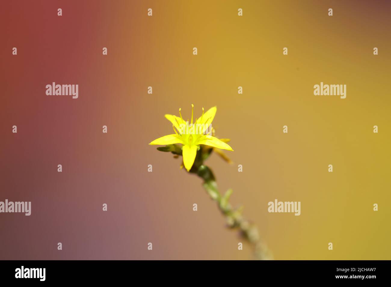 Yellow star flower blossom close up modern botanical background sedum ...
