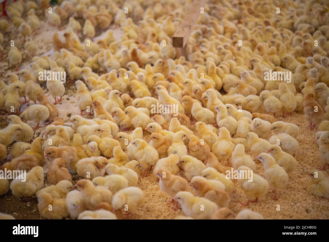 Young chicken chicks in poultry shed, organic poultry farm, Wales, UK ...
