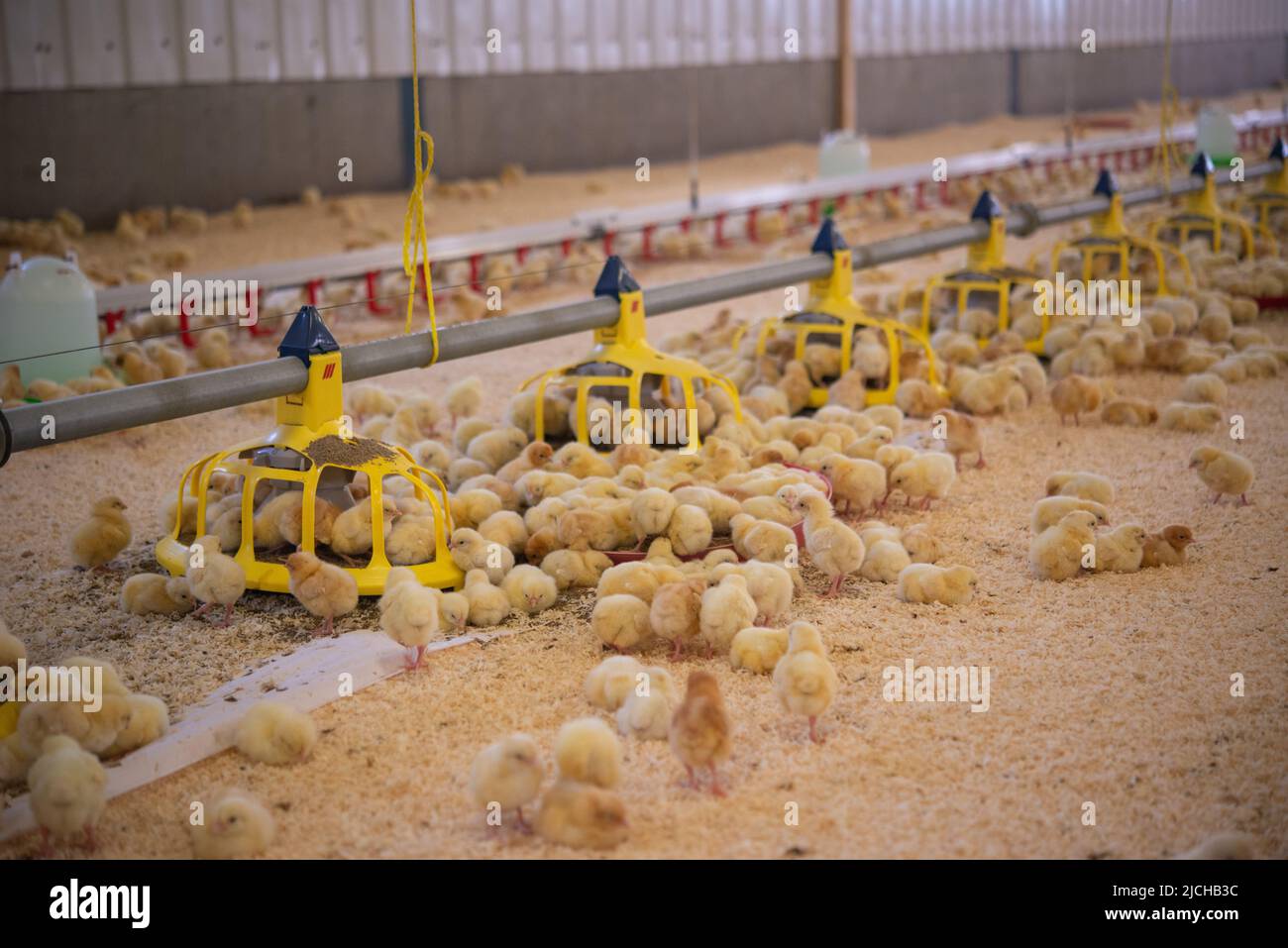 Young chicken chicks in poultry shed, organic poultry farm, Wales, UK ...