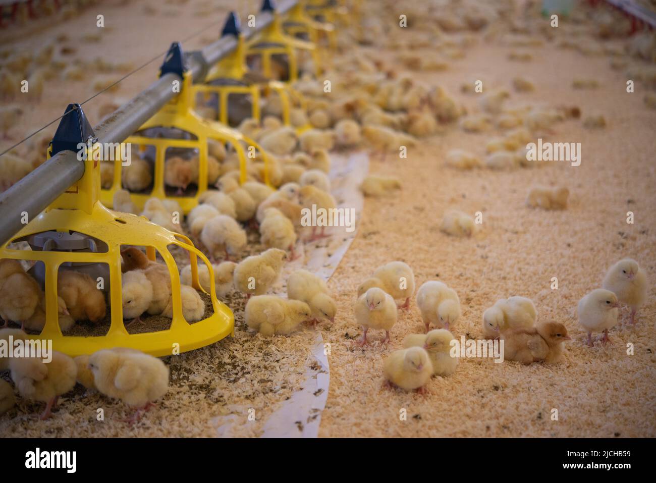 Young chicken chicks in poultry shed, organic poultry farm, Wales, UK ...