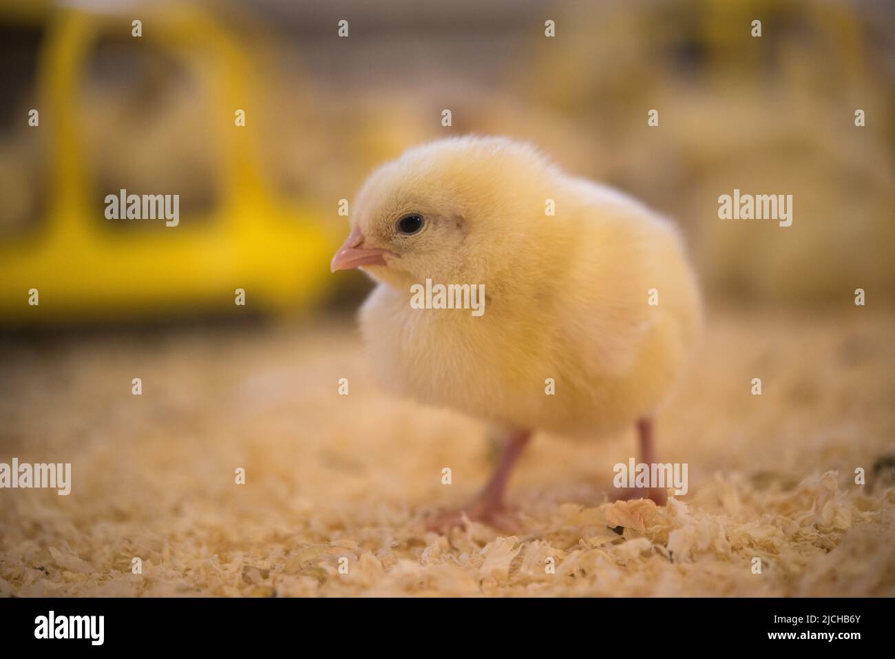 Young chicken chicks in poultry shed, organic poultry farm, Wales, UK ...