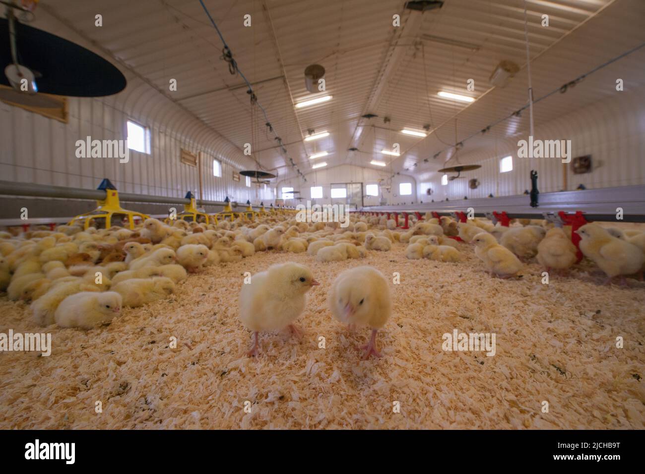 Young chicken chicks in poultry shed, organic poultry farm, Wales, UK ...