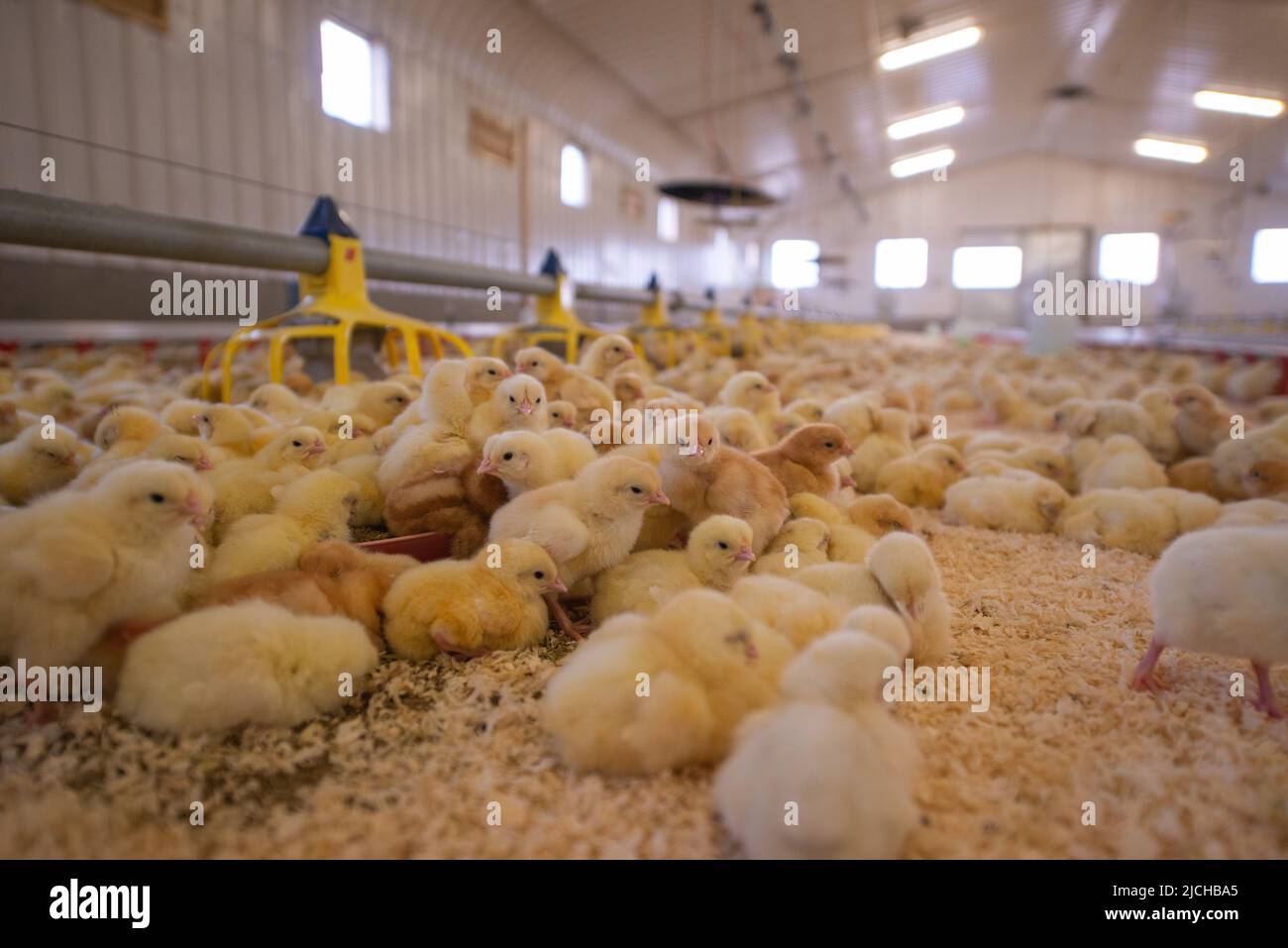 Chicks farm intensive hi-res stock photography and images - Alamy