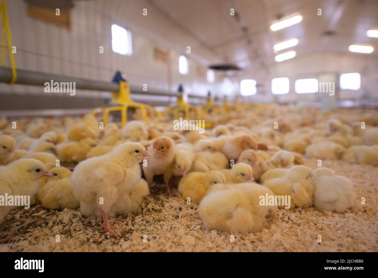 Poultry farm hi-res stock photography and images - Alamy