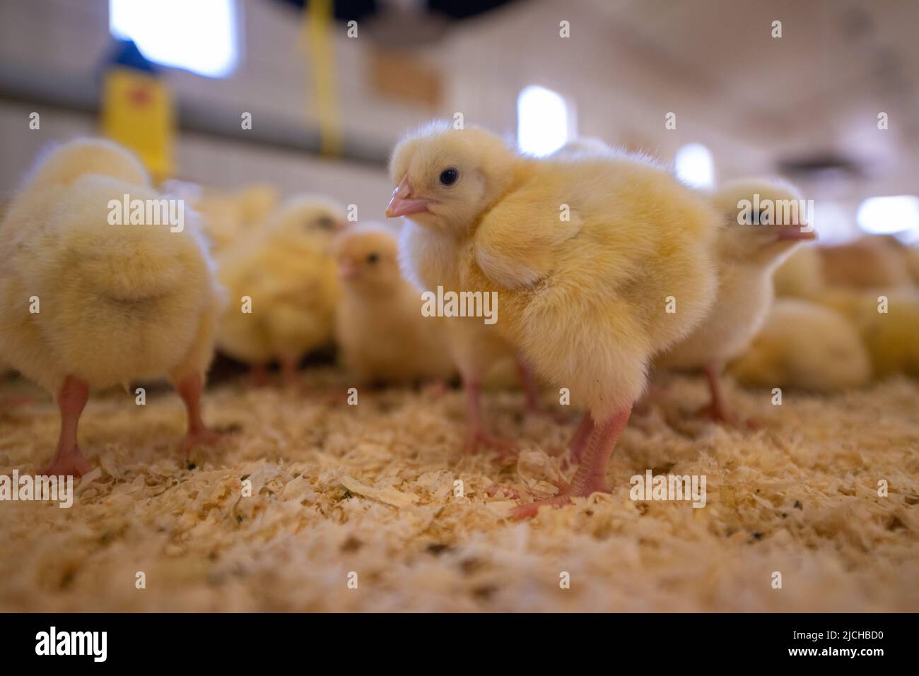 Young chicken chicks in poultry shed, organic poultry farm, Wales, UK ...