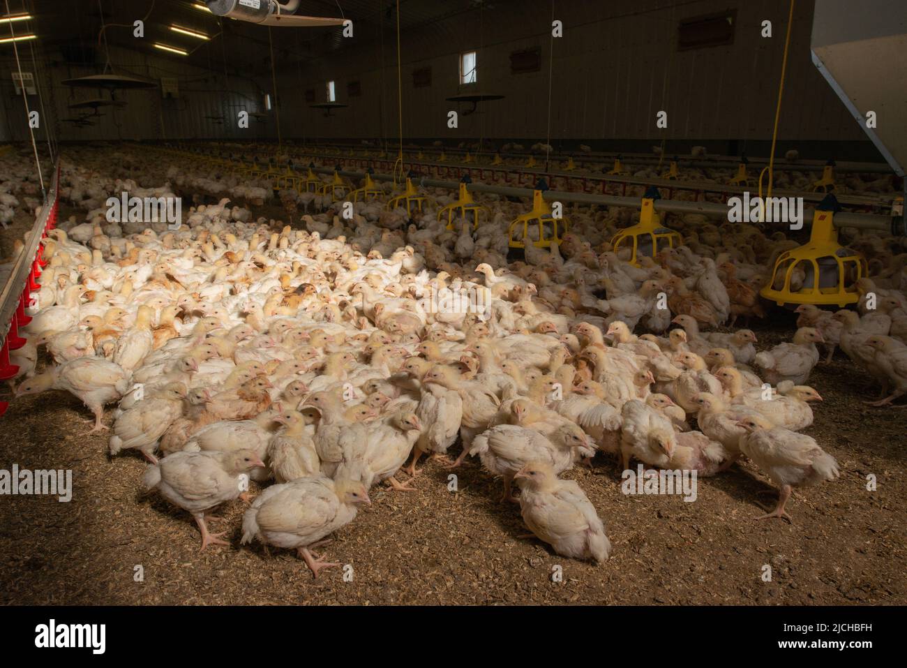 Chickens intensive farming uk hi-res stock photography and images - Alamy
