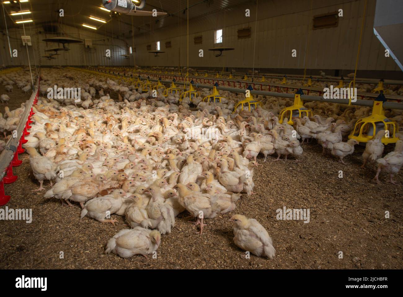 Young chickens in poultry shed, organic farm, Wales, UK Stock Photo - Alamy