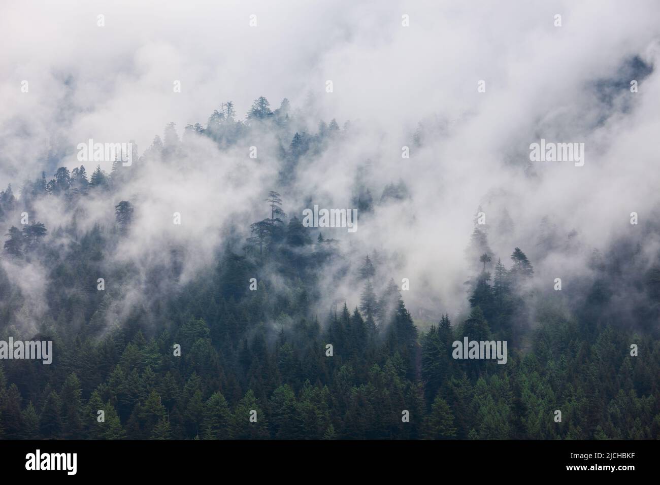 Scenic landscape view of the forested mountain slope in clouds with the ...