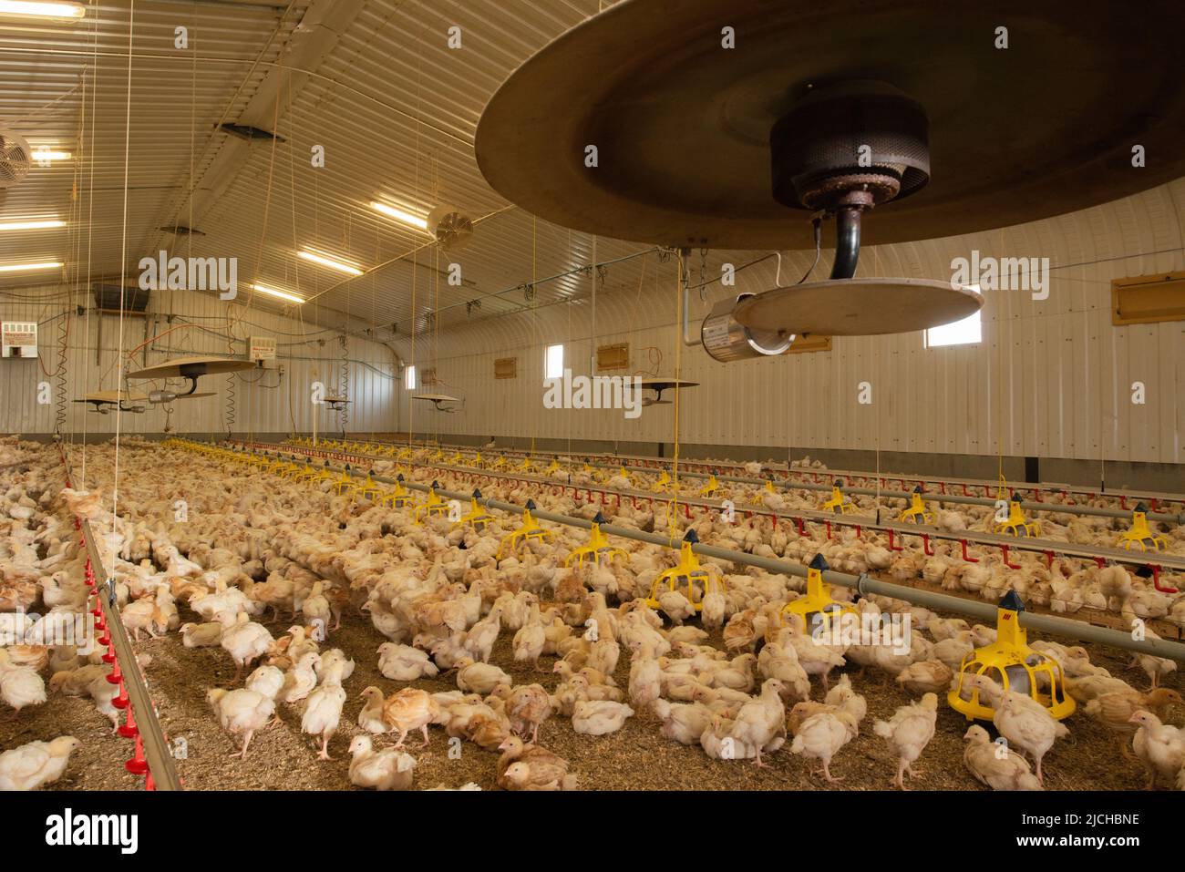 Young chickens in poultry shed, organic farm, Wales, UK Stock Photo - Alamy