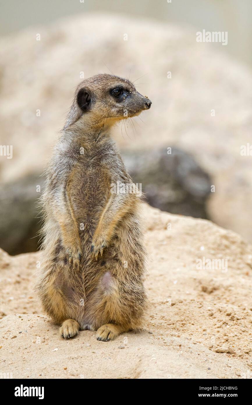 Meerkat / suricate (Suricata suricatta) sentinel sitting upright ...