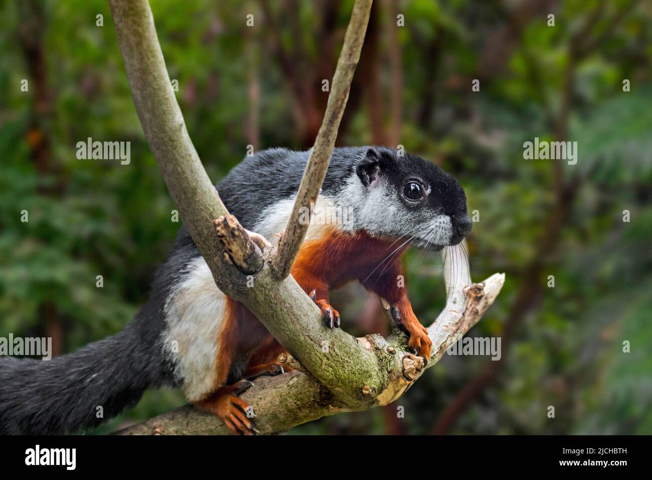 Tropical rodent hi-res stock photography and images - Alamy