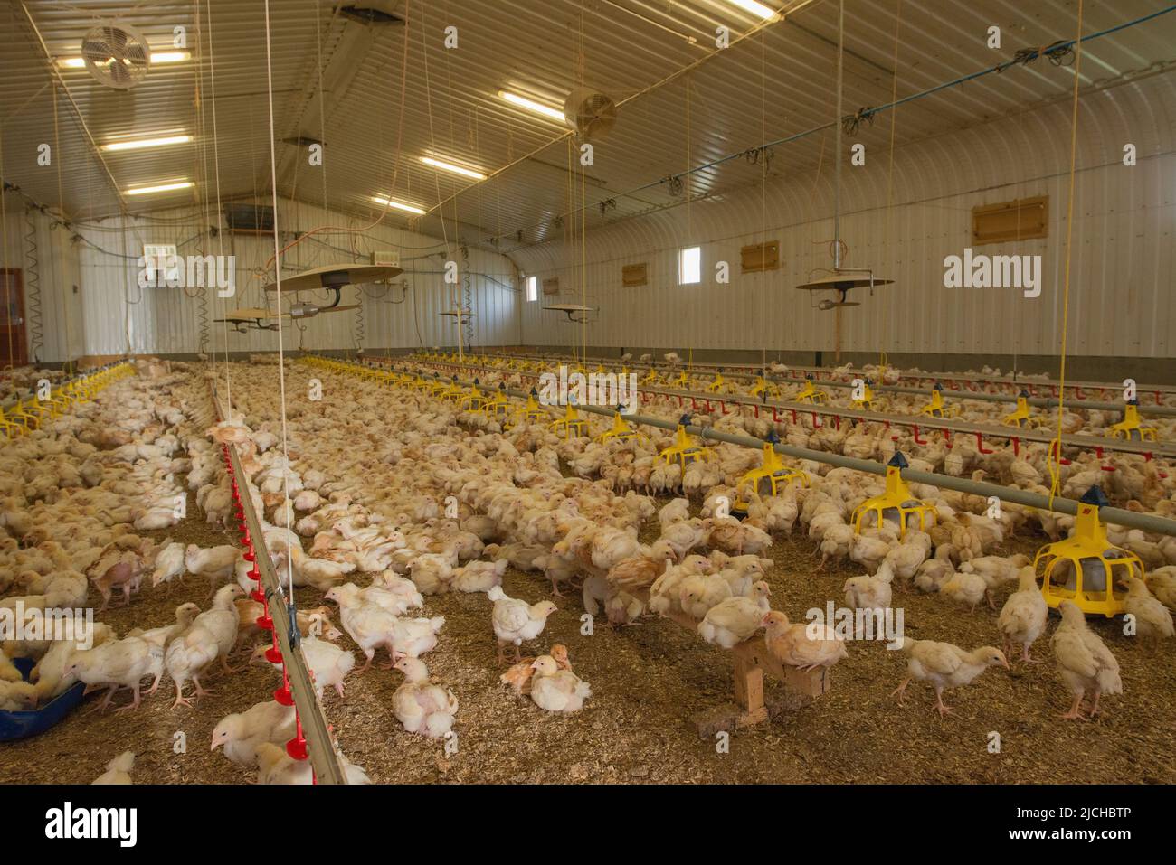 Poultry farm uk hi-res stock photography and images - Alamy