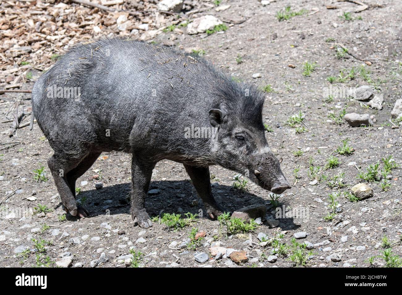 Pigs and wildlife hi-res stock photography and images - Alamy