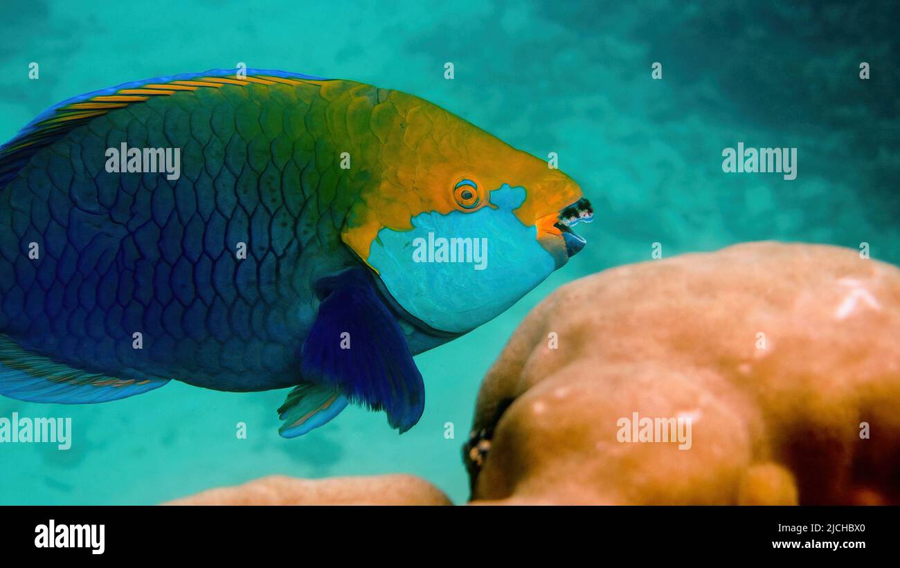 Parrotfish underwater hi-res stock photography and images - Alamy