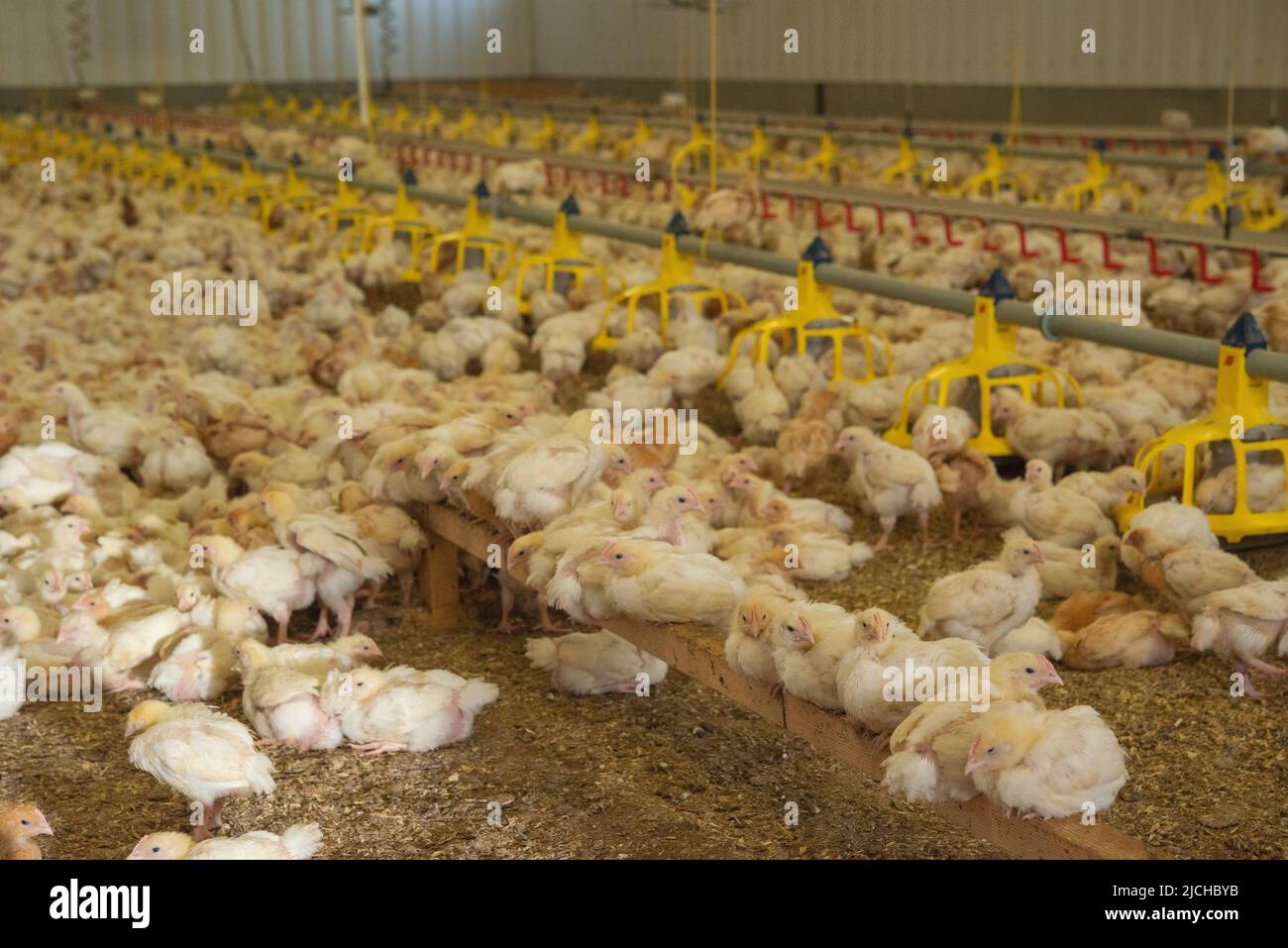 Chickens intensive farming uk hi-res stock photography and images - Alamy