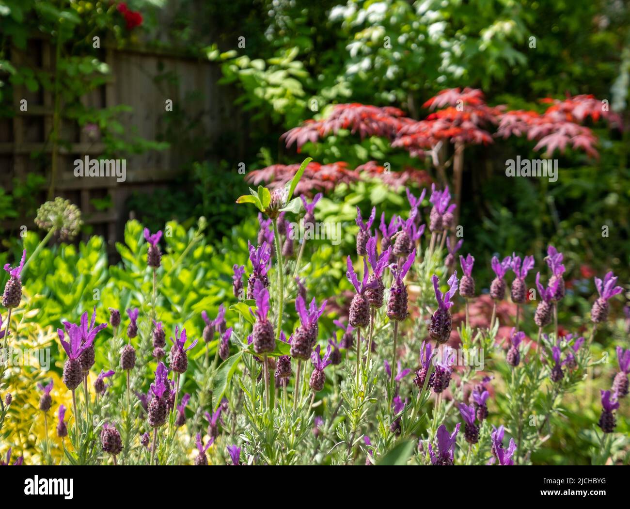 Neglected, untidy, messy, overgrown, secluded cottage garden with ...