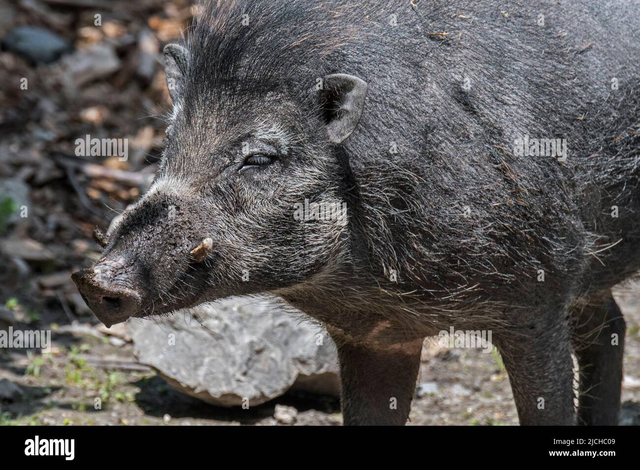 Visayan warty pig (Sus cebifrons) with large tusks, critically ...