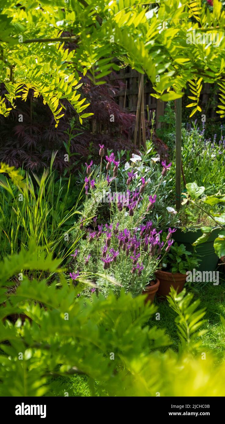 Neglected, untidy, messy, overgrown, secluded cottage garden with ...