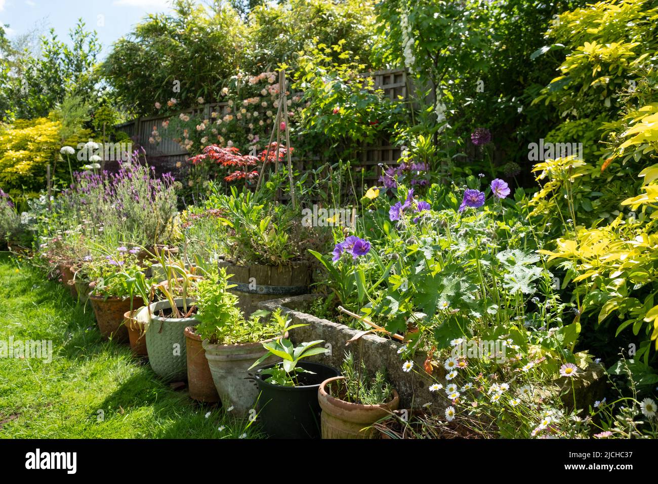 Neglected, untidy, messy, overgrown, secluded cottage garden with ...