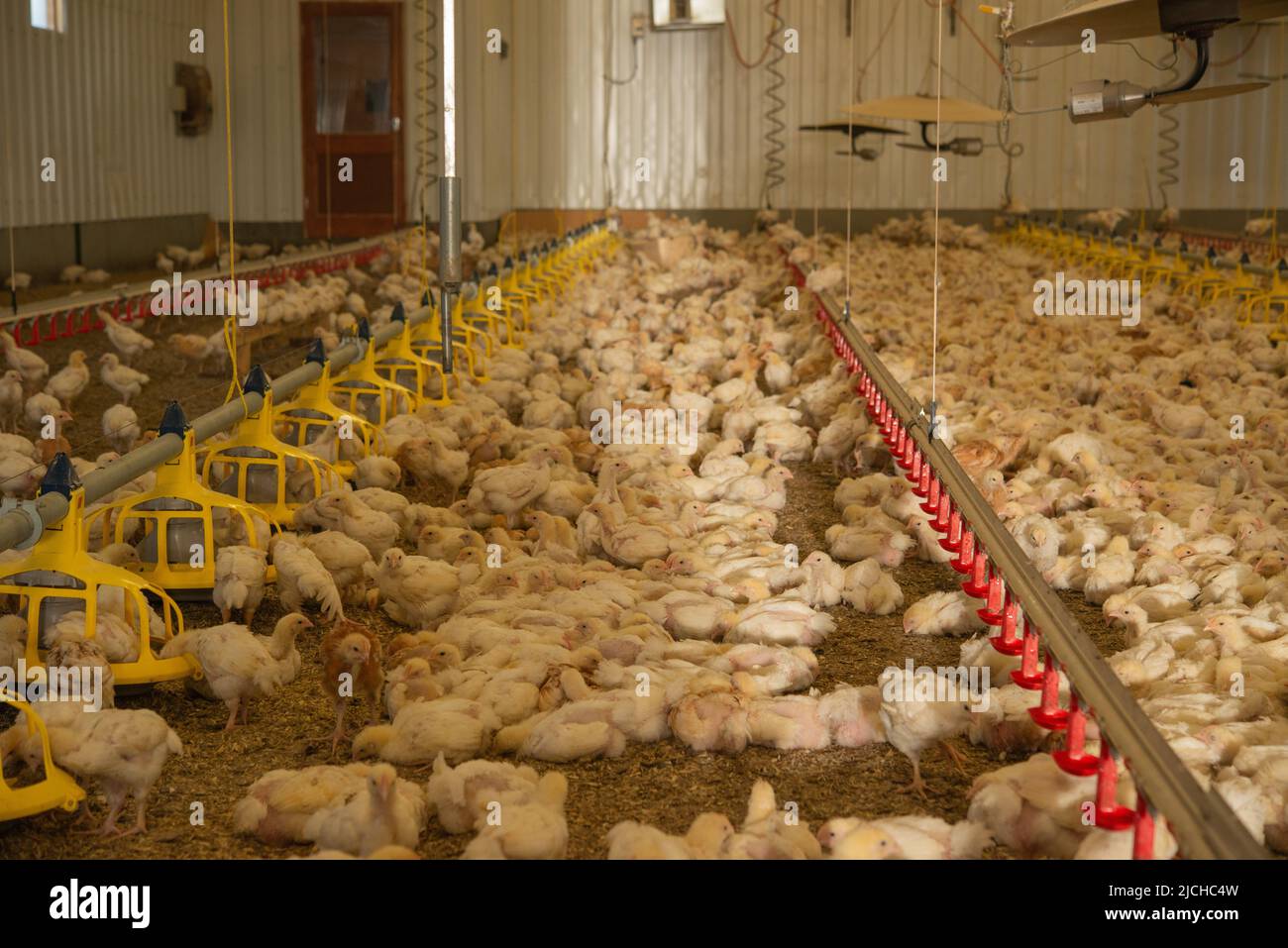 Young chickens in poultry shed, organic farm, Wales, UK Stock Photo - Alamy