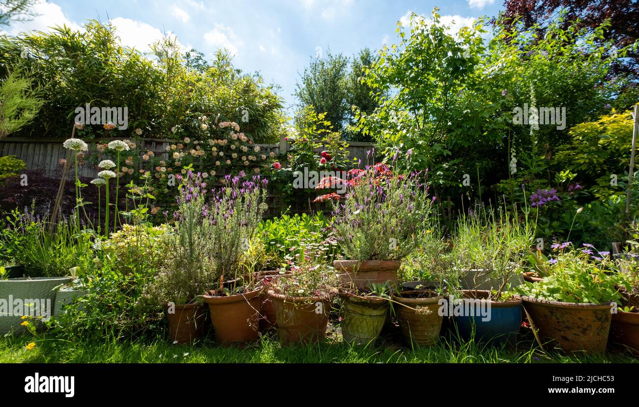 Neglected, untidy, messy, overgrown, secluded cottage garden with ...