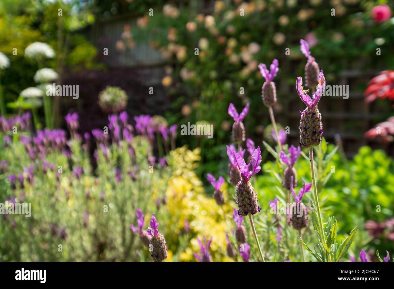 Neglected, untidy, messy, overgrown, secluded cottage garden with ...