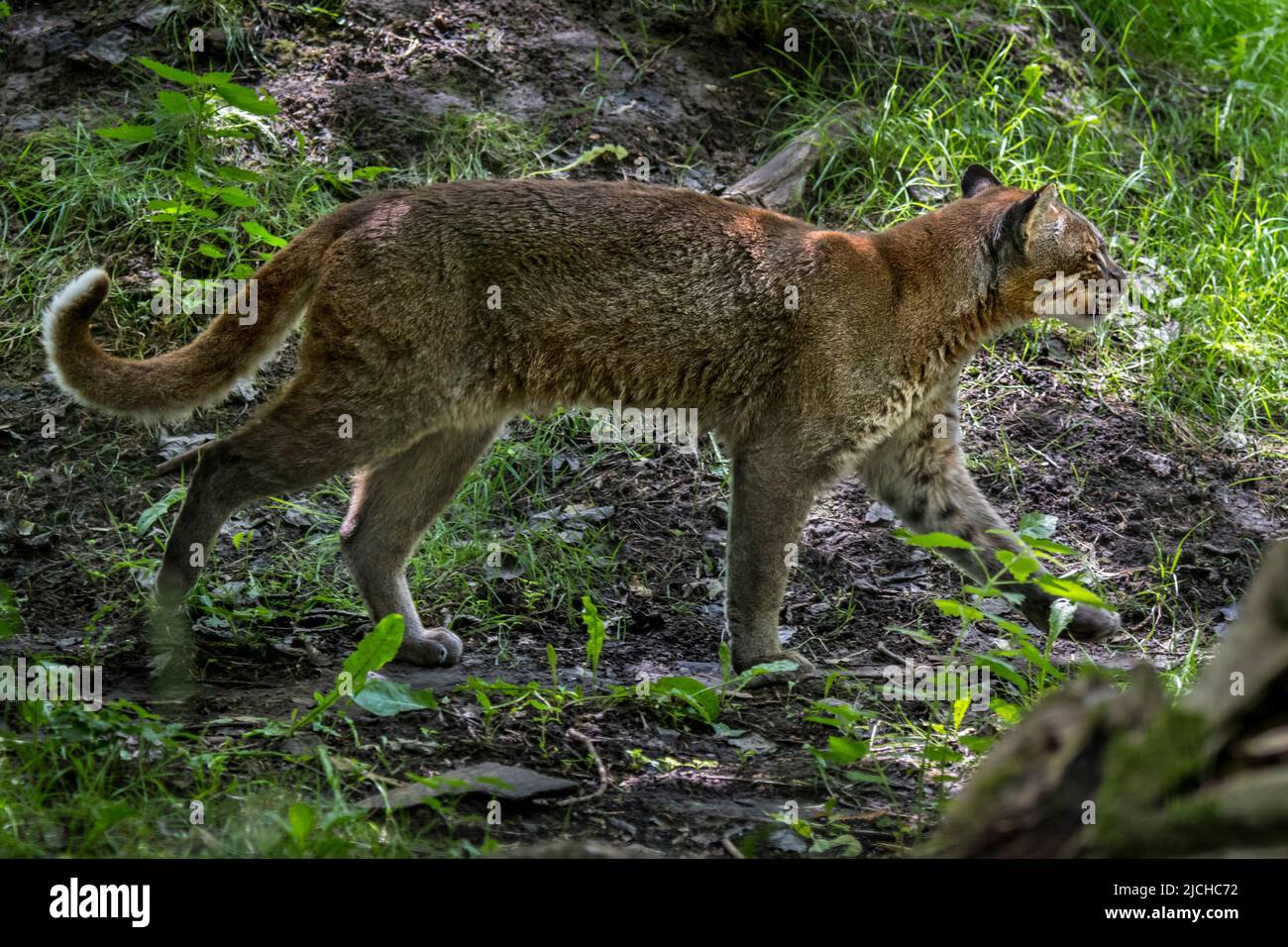 Asiatic golden cat catopuma temminckii hi-res stock photography and ...