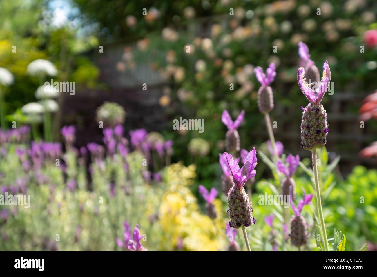 Neglected, untidy, messy, overgrown, secluded cottage garden with ...