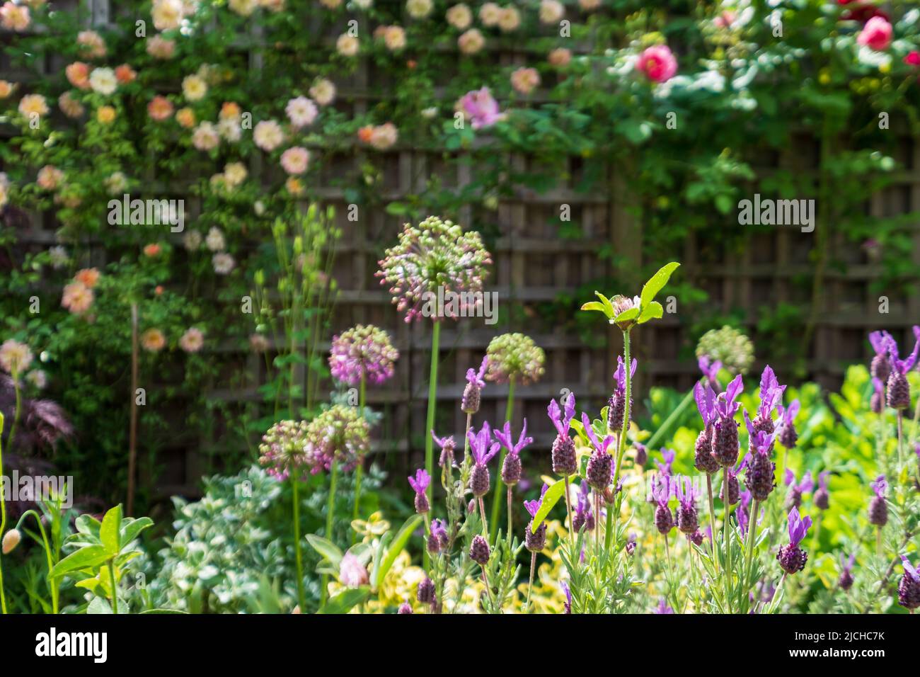 Neglected, untidy, messy, overgrown, secluded cottage garden with ...