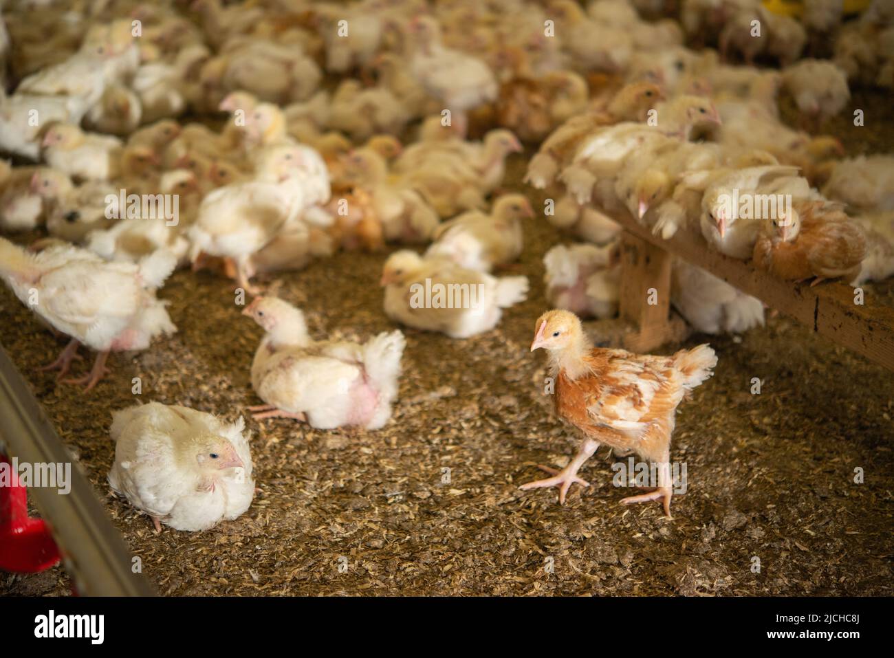 Young chickens in poultry shed, organic farm, Wales, UK Stock Photo - Alamy
