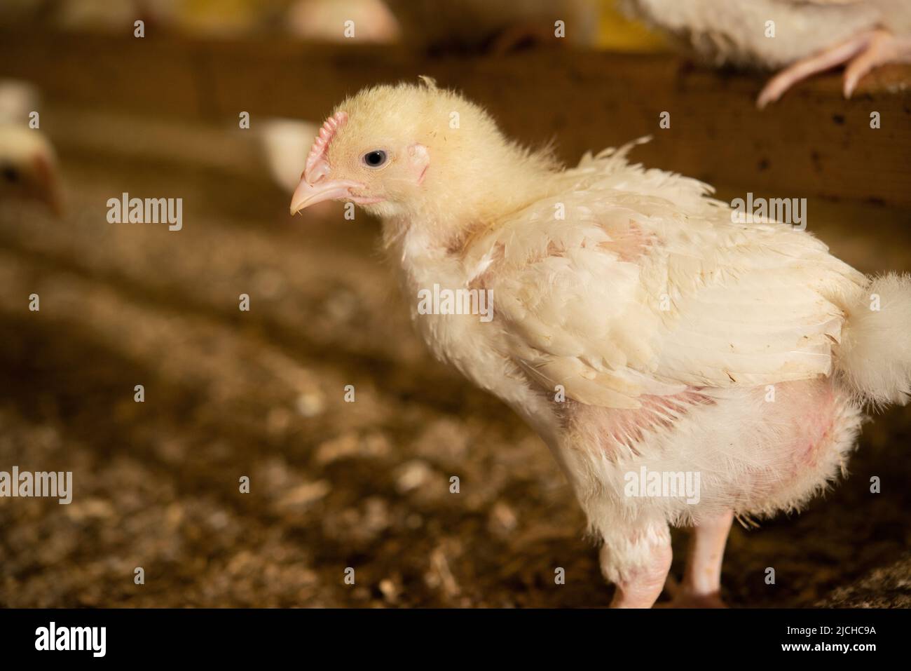 Young chickens in poultry shed, organic farm, Wales, UK Stock Photo - Alamy