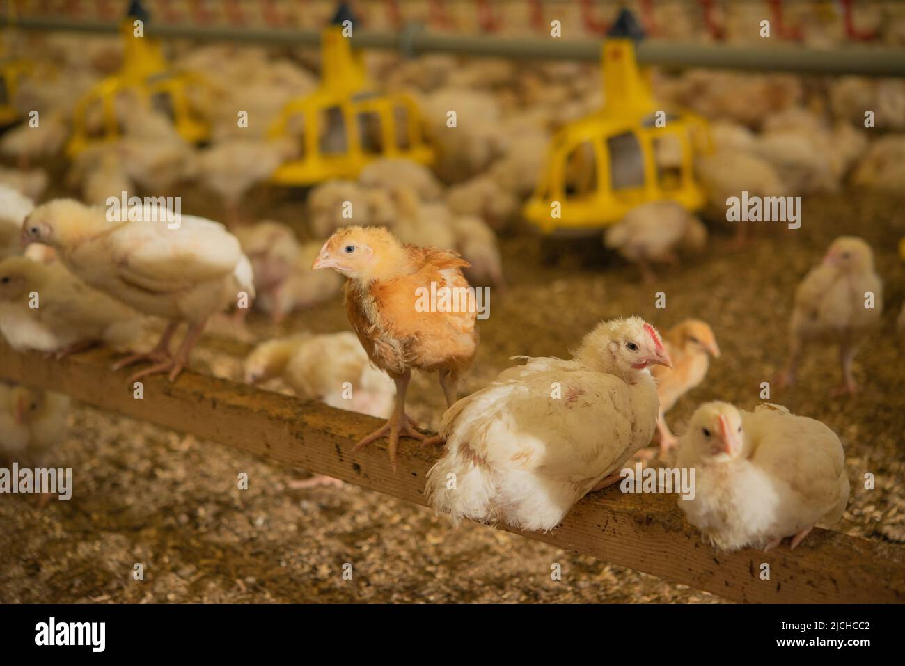 Poultry shed uk hi-res stock photography and images - Alamy